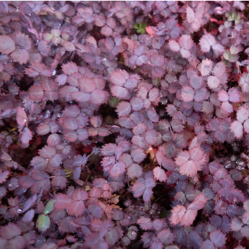 Acaena inermis purpurea | Christchurch Canterbury