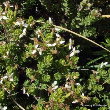 Olearia nummulariifolia | Christchurch Canterbury