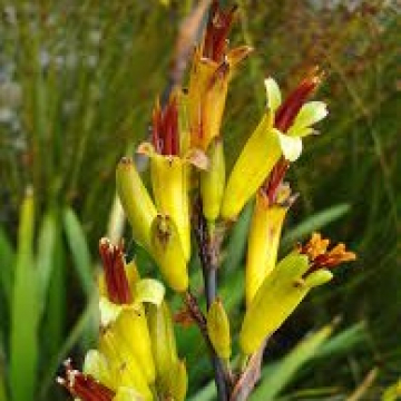 Phormium cookianum Wharariki Mountain Flax | Christchurch Canterbury