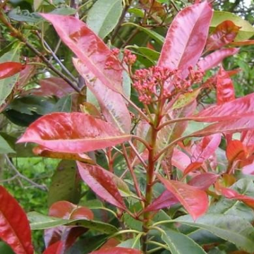 Photinia Red Robin | Christchurch Canterbury