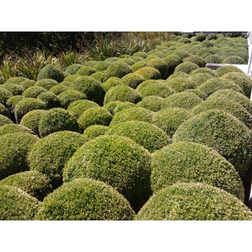 Buxus sempervirens Box Hedge | Christchurch Canterbury