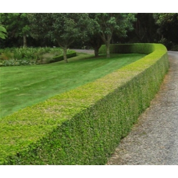 Buxus sempervirens Box Hedge | Christchurch Canterbury