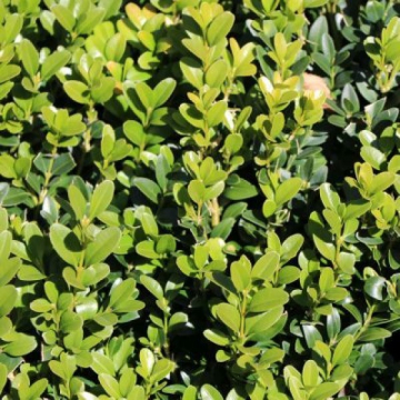 Buxus sempervirens Box Hedge | Christchurch Canterbury