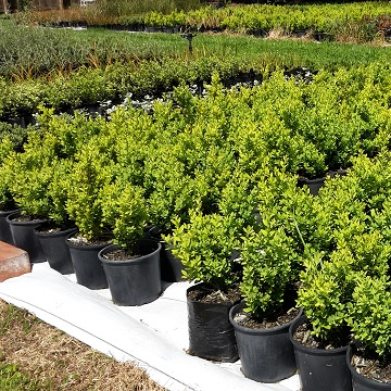 Buxus sempervirens Box Hedge | Christchurch Canterbury