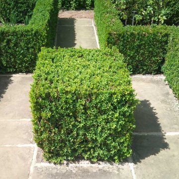 Buxus sempervirens Box Hedge | Christchurch Canterbury
