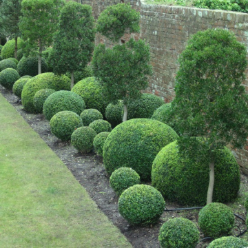 Buxus sempervirens Box Hedge | Christchurch Canterbury
