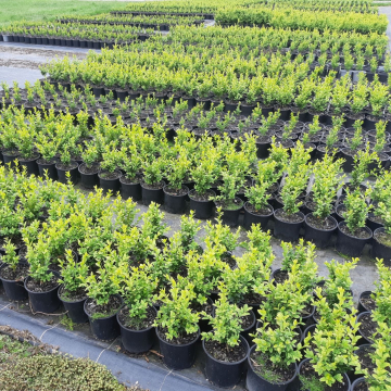 Buxus sempervirens Box Hedge | Christchurch Canterbury