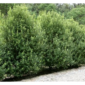 Pittosporum tenuifolium | Black Matipo