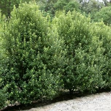 Pittosporum tenuifolium Black Matipo | Christchurch Canterbury