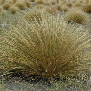 Poa cita Silver Tussock | Christchurch Canterbury