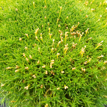 Scleranthus biflorus | Christchurch Canterbury
