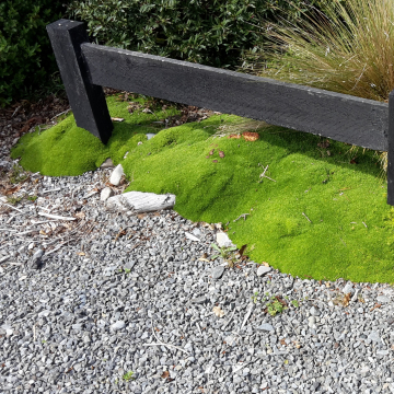 Scleranthus biflorus | Christchurch Canterbury
