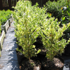 Buxus sempervirens Variegata | Christchurch Canterbury