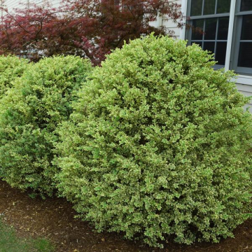 Buxus sempervirens Variegata | Christchurch Canterbury