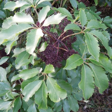 Pseudopanax arboreus Fivefinger | Christchurch Canterbury
