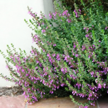 Teucrium chamaedrys Wall Germander | Christchurch Canterbury