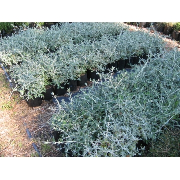 Teucrium fruticans Christchurch | Canterbury