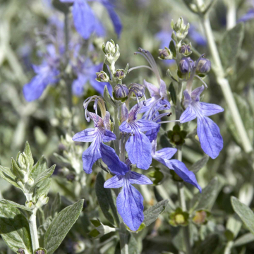Teucrium fruticans Silver Germander | Christchurch Canterbury