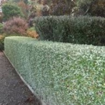 Teucrium fruticans Silver Germander | Christchurch Canterbury