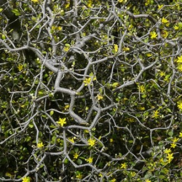 Corokia cotoneaster | Korokio | Christchurch Canterbury