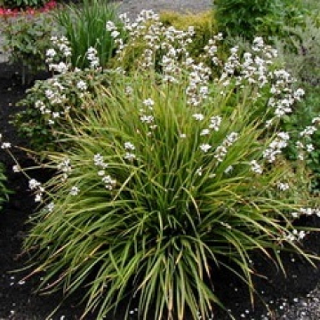 Libertia grandiflora Mikoikoi | Christchurch Canterbury