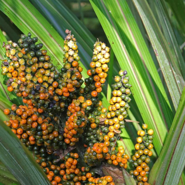 Astelia fragrans Kakaha Bush Lily | Christchurch Canterbury