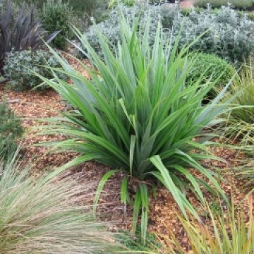 Astelia fragrans Kakaha Bush Lily | Christchurch Canterbury