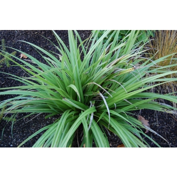 Astelia fragrans | kakaha, bush lily