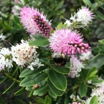 Hebe Oratia Beauty | Christchurch Canterbury