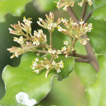 Olearia paniculata Akiraho Golden Akeake | Christchurch Canterbury