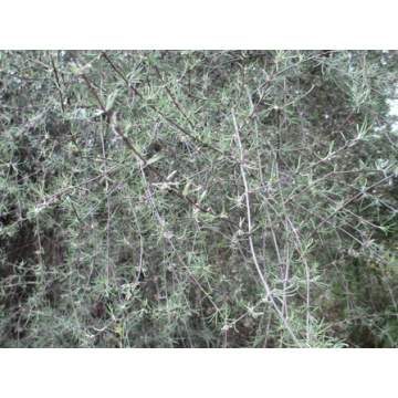 Olearia lineata Christchurch | Canterbury