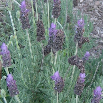 Lavandula dentata French Lavender | Christchurch Canterbury