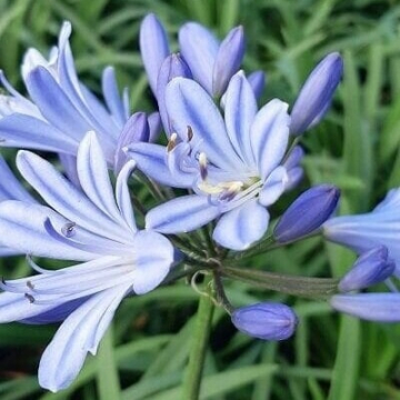 Agapanthus Streamline | Christchurch Canterbury