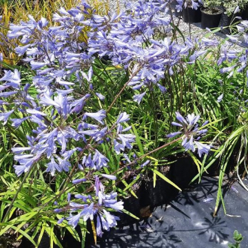 Agapanthus Streamline | Christchurch Canterbury