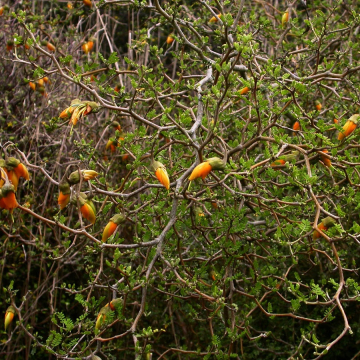 Sophora prostrata Dwarf Kowhai | Christchurch Canterbury
