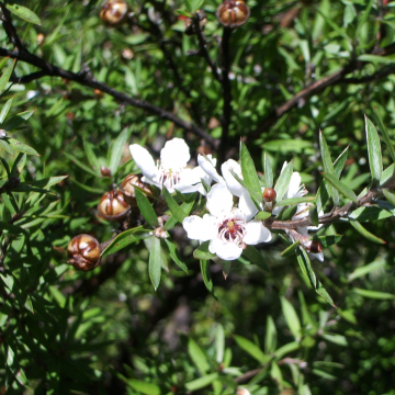 Leptospermum scoparium Manuka Tea Tree | Christchurch Canterbury