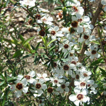Leptospermum scoparium Manuka Tea Tree | Christchurch Canterbury