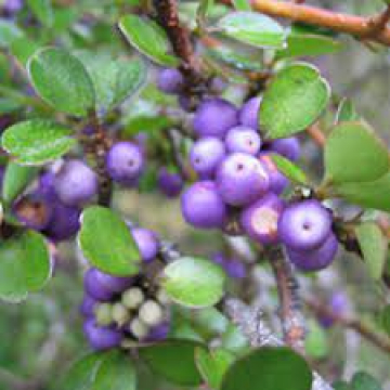 Myrsine divaricata Mapou Weeping Matipo | Christchurch Canterbury