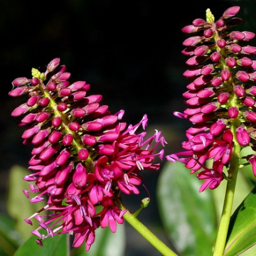 Hebe Speciosa Flame | Christchurch Canterbury