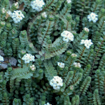 Pimelea prostrata Pinatoro NZ Daphne | Christchurch Canterbury