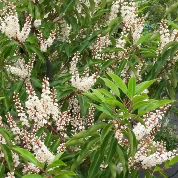 Prunus lusitanica Portuguese Laurel | Christchurch Canterbury