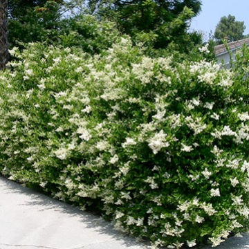 Ligustrum rotundifolium Japanese Privet | Christchurch Canterbury