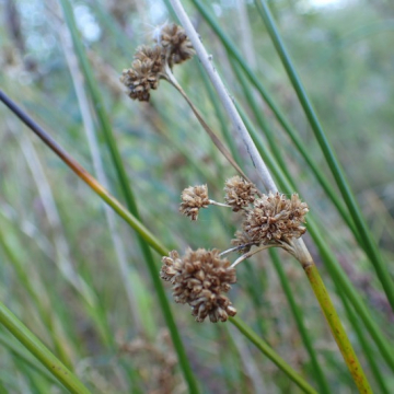 Juncus edgariae Wiwi | Christchurch Canterbury