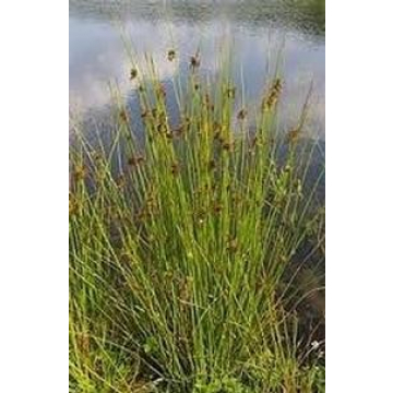 Juncus edgariae Wiwi | Christchurch Canterbury