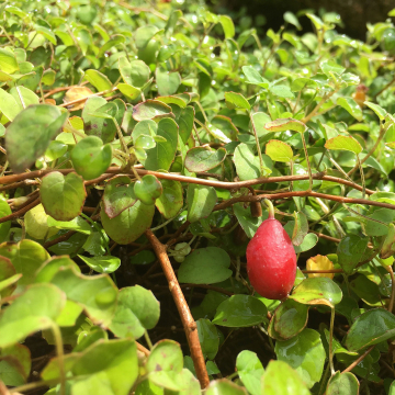 Fuchsia procumbens Creeping Fuchsia | Christchurch Canterbury