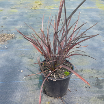 Phormium Pepe Purpurea Dwarf Purple Flax | Christchurch