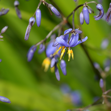 Dianella revoluta | Christchurch Canterbury