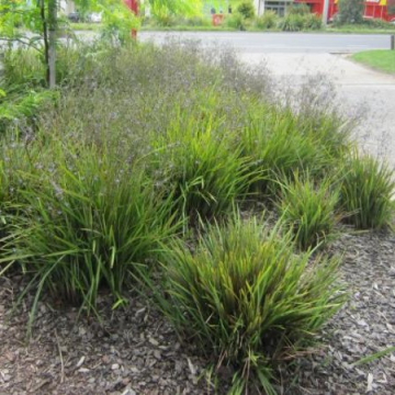 Dianella revoluta | Christchurch Canterbury