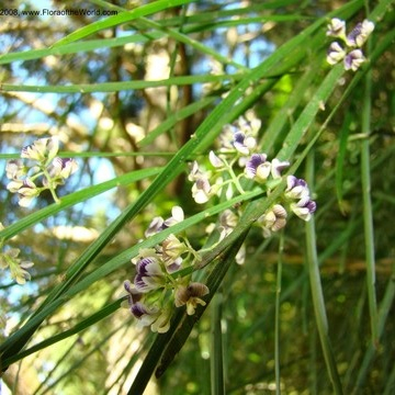 Carmichaelia australis Makaka | Christchurch Canterbury