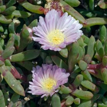 Disphyma australe Horokaka Coastal Ice Plant | Christchurch Canterbury